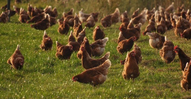 Comment réussir à coup sûr son incubation pour volaille ? - Coffia